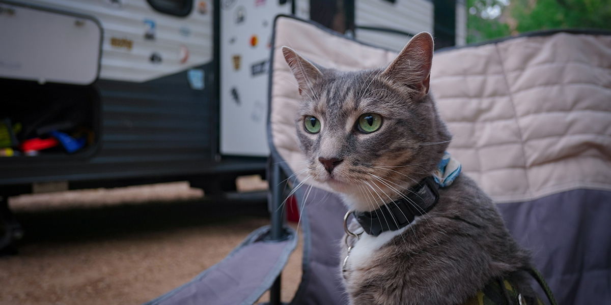 5 of the Best Low-Maintenance Pets That Can RV - RV Trader Blog