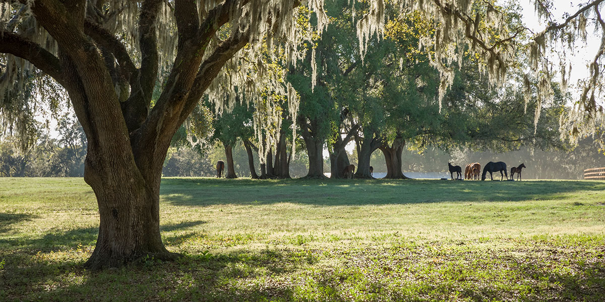 Ocala's Purebred Campground: Champions Run RV Resort - RV Trader Blog