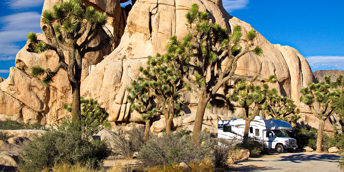 Picking a Joshua Tree Campground? Here's What to Know - RV Trader Blog