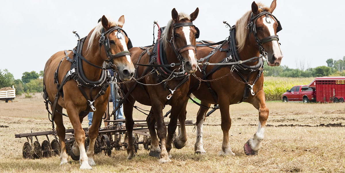3 Animals that Were Replaced by Ag Equipment | Equipment Trader