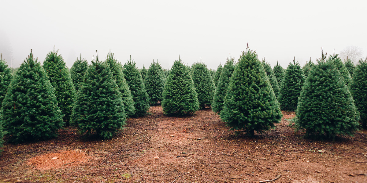 7 Types of Equipment Used on Holiday Tree Farms