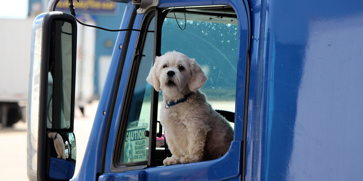 9 Tips for Bringing a Pet on the Road - Commercial Truck Trader Blog